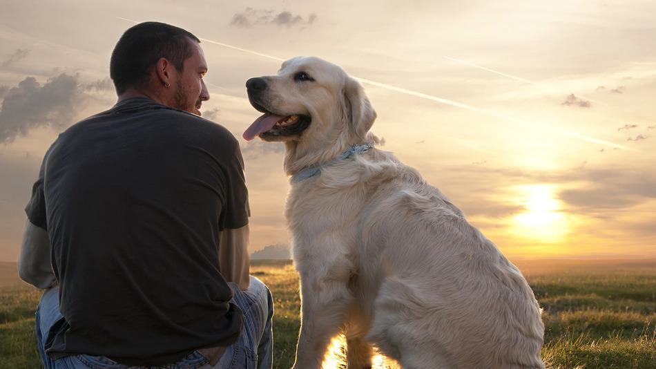 dogs_are_truly_amazing – Rhode Home Rescue